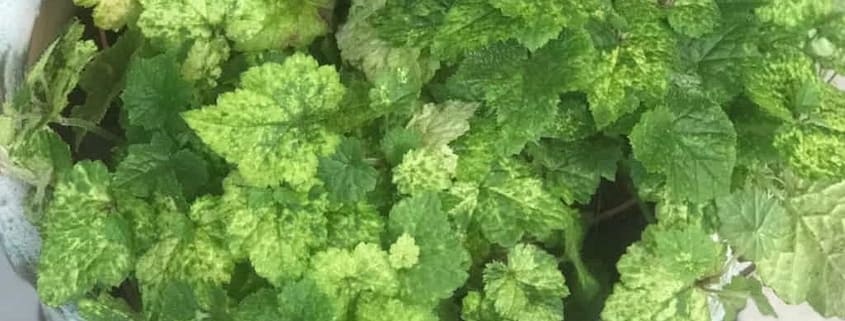 GROWING AND CARING FOR TOLMIEA MENZIESII PLANT