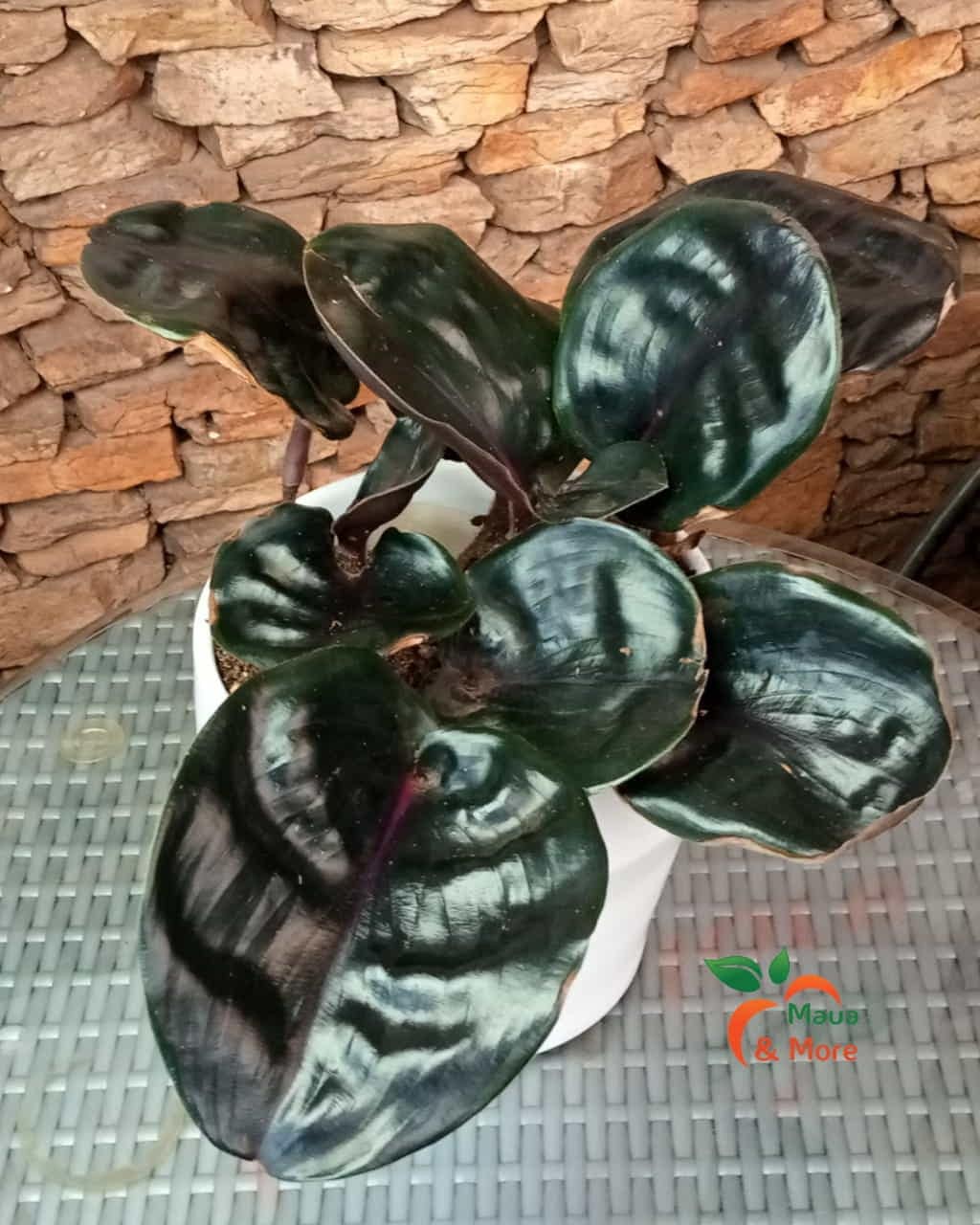 Growing and Caring for Geogenanthus Ciliatus-Maua And More