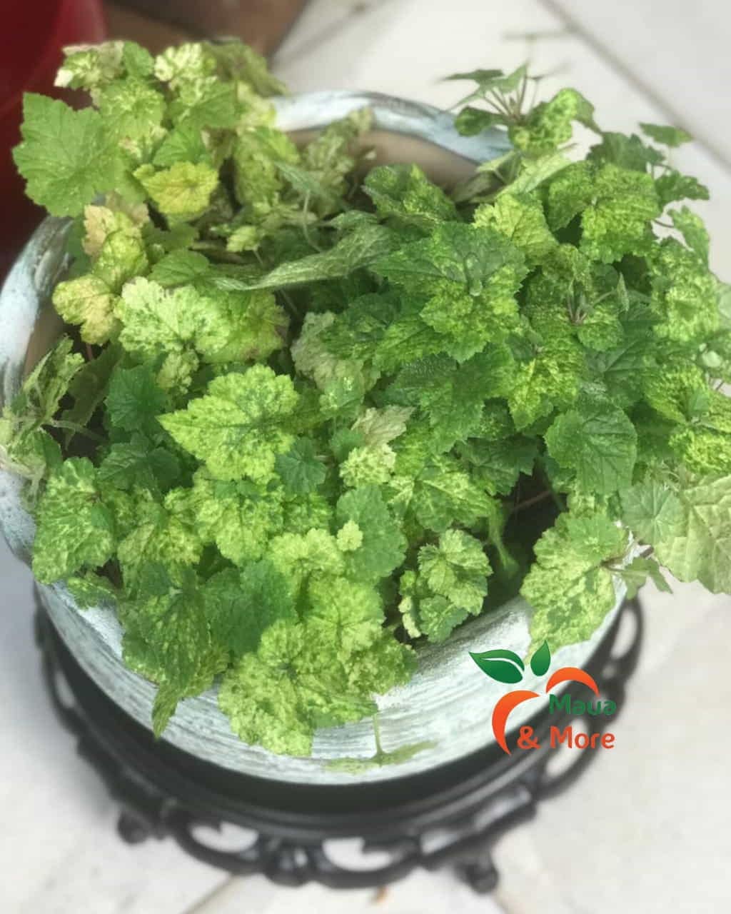 GROWING AND CARING FOR TOLMIEA MENZIESII PLANT