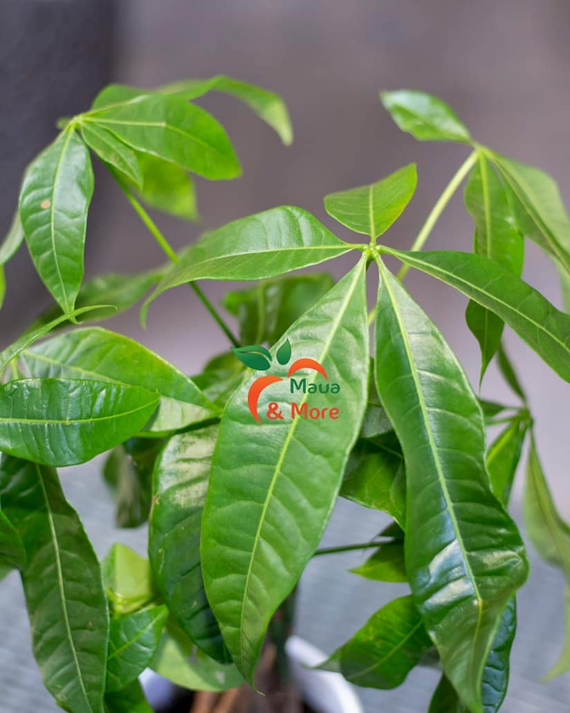 Pachira Aquatica also known as Money tree or Malabar chestnut or Saba ...